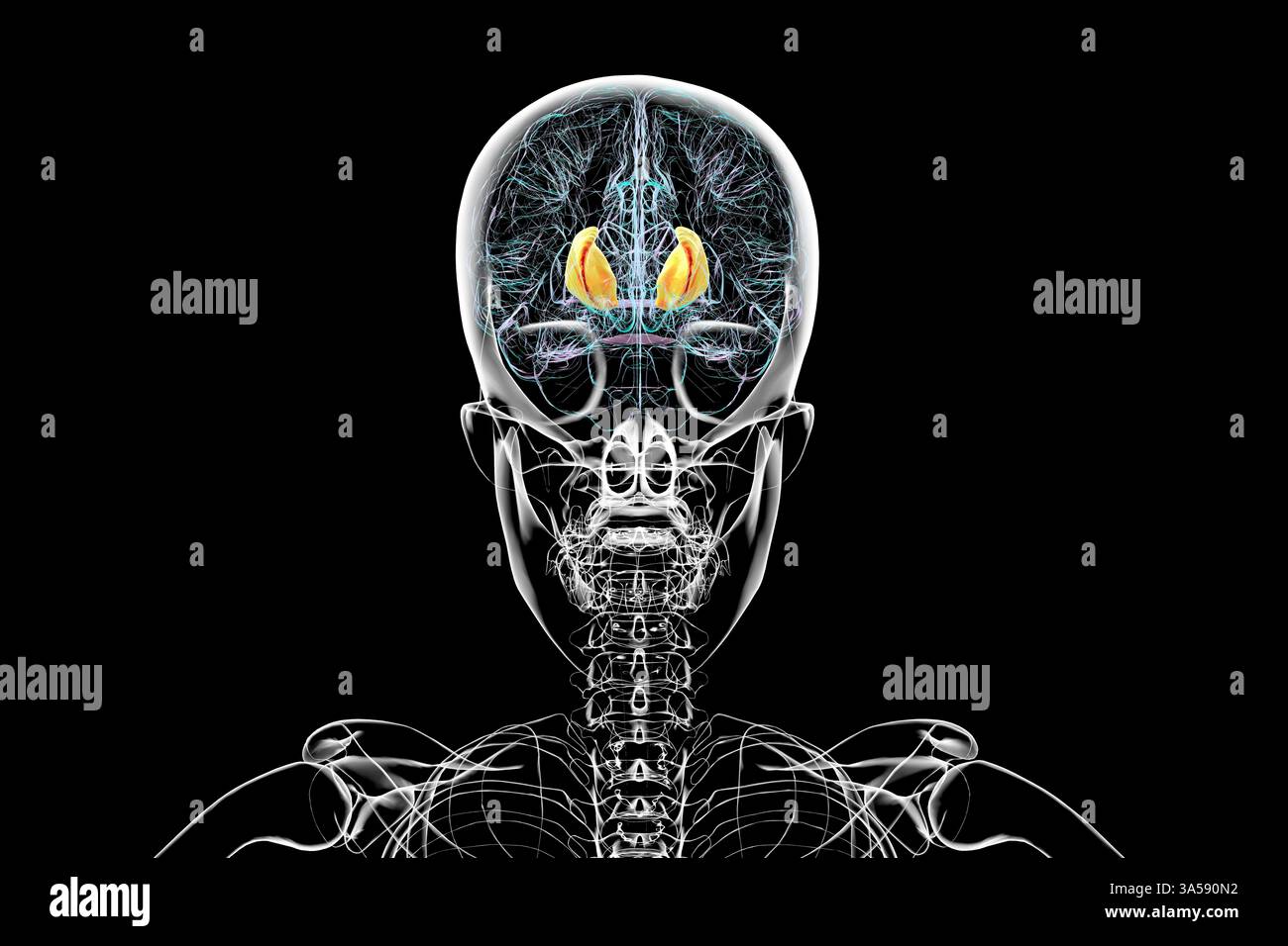 Illustration of the human brain with a highlighted internal capsule ...