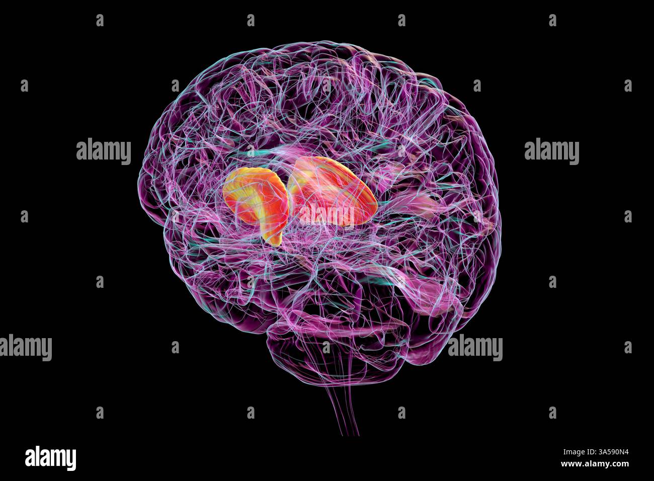 Illustration of the human brain with a highlighted internal capsule ...