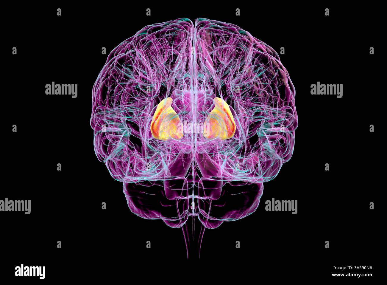 Illustration of the human brain with a highlighted internal capsule ...