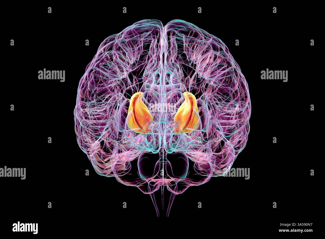 Illustration of the human brain with a highlighted internal capsule ...