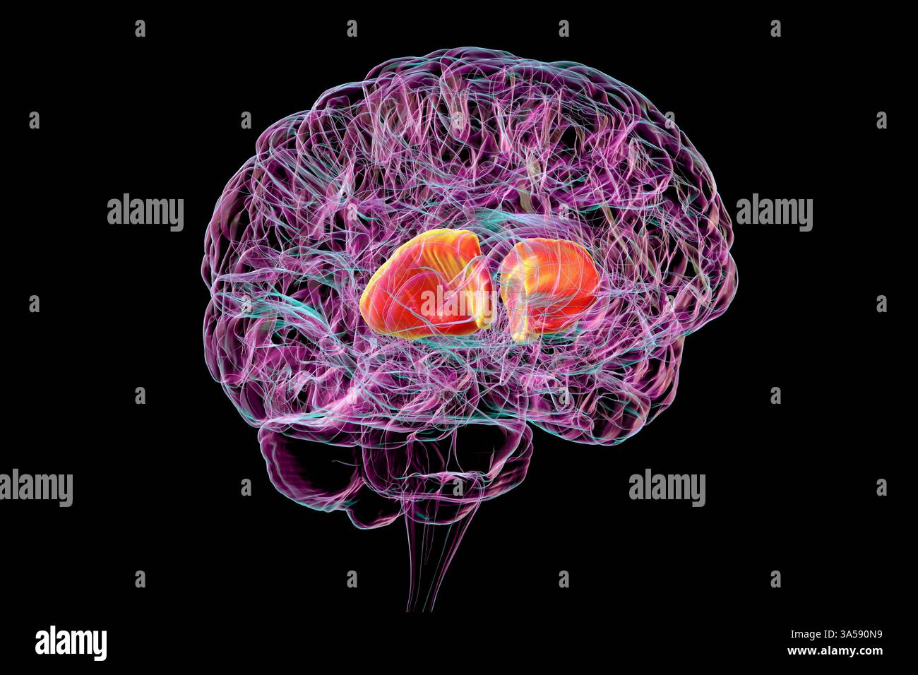 Illustration of the human brain with a highlighted internal capsule ...