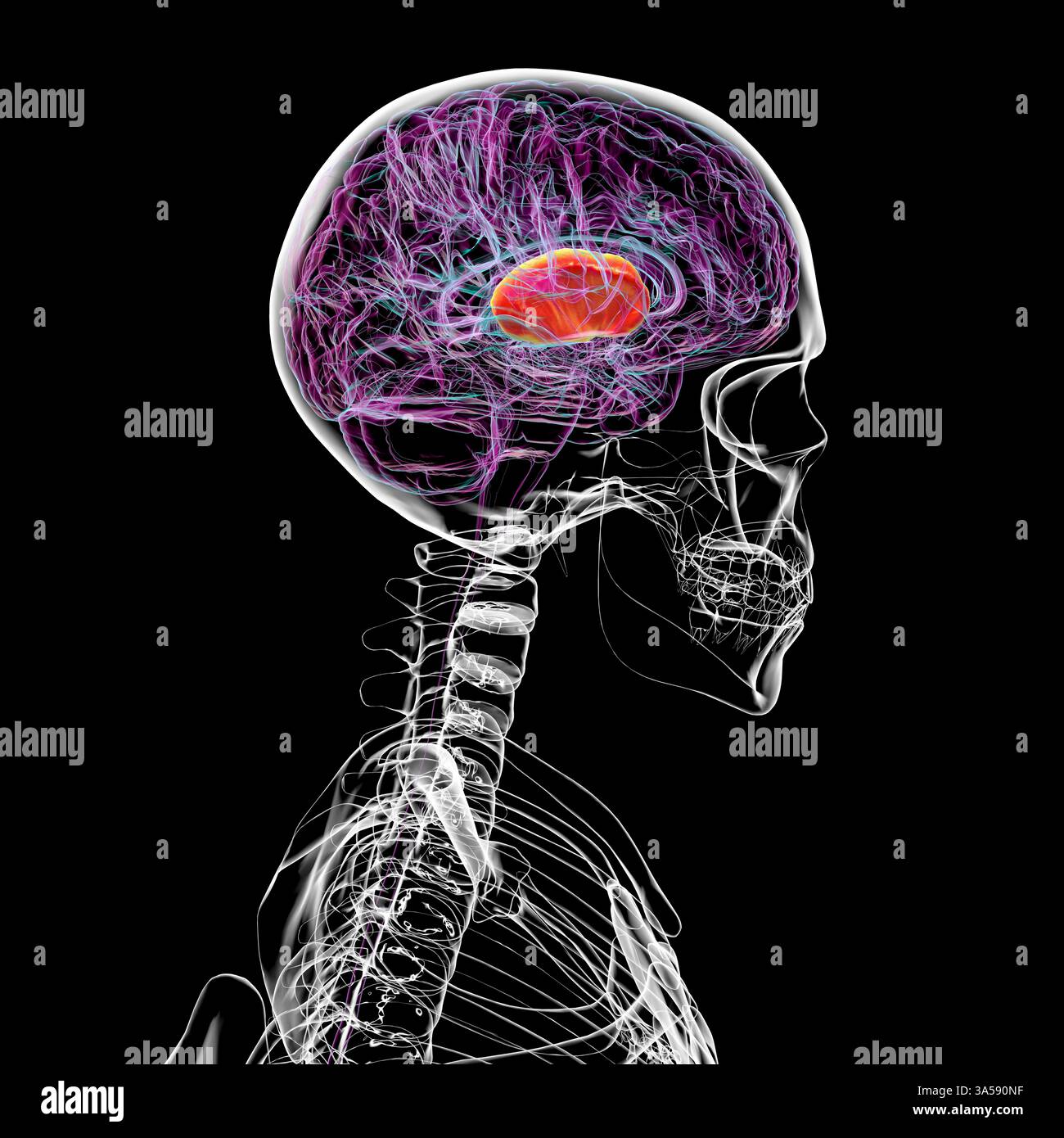 Illustration of the human brain with a highlighted internal capsule ...