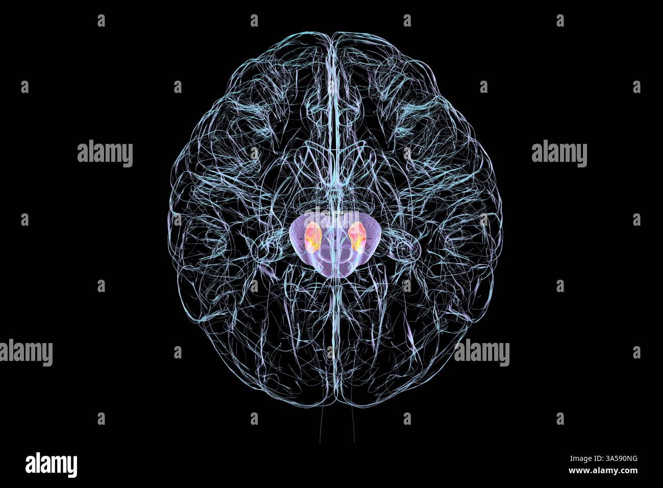 Illustration of the human brain with highlighted substantia nigra ...