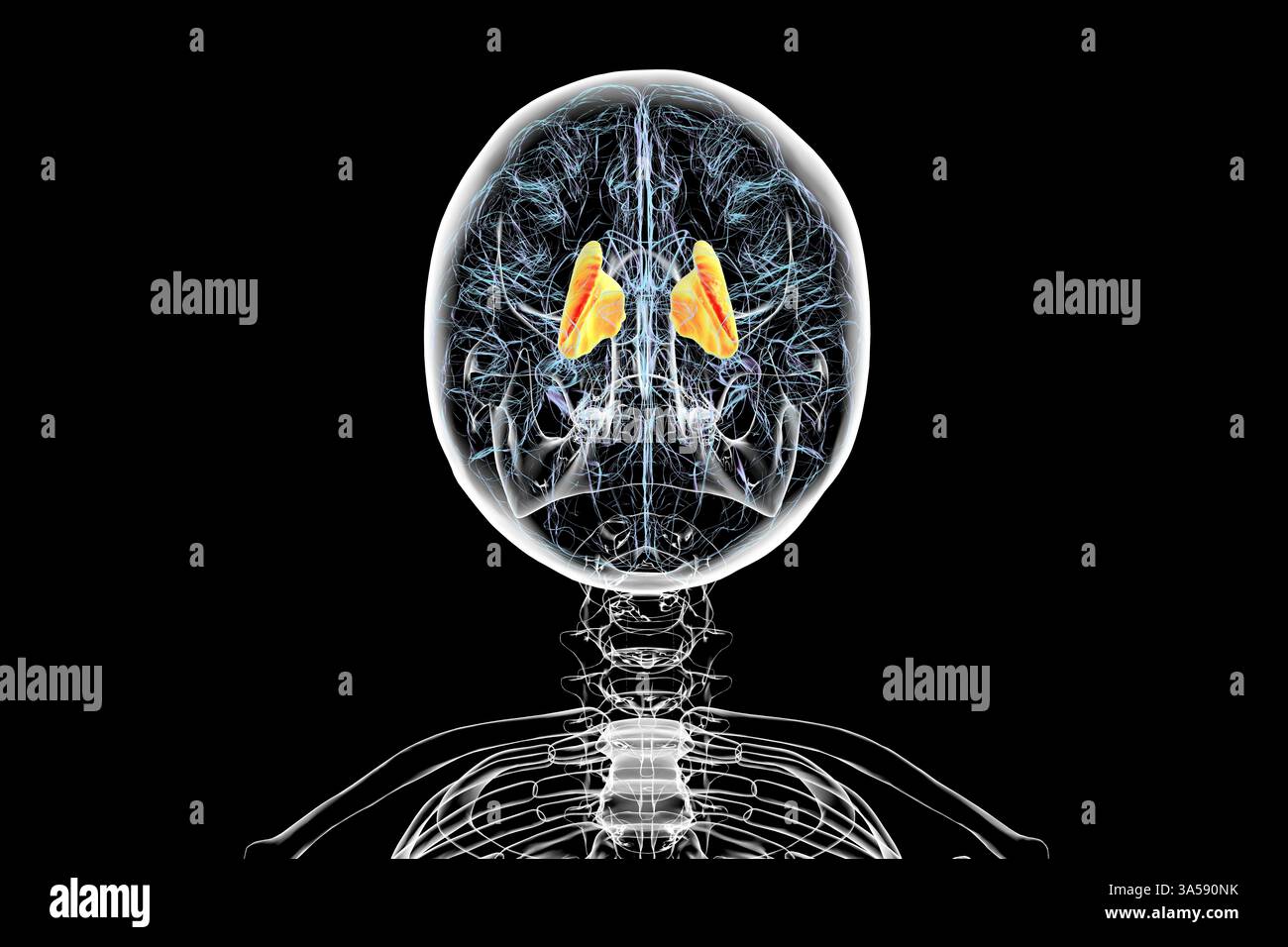 Illustration of the human brain with a highlighted internal capsule ...