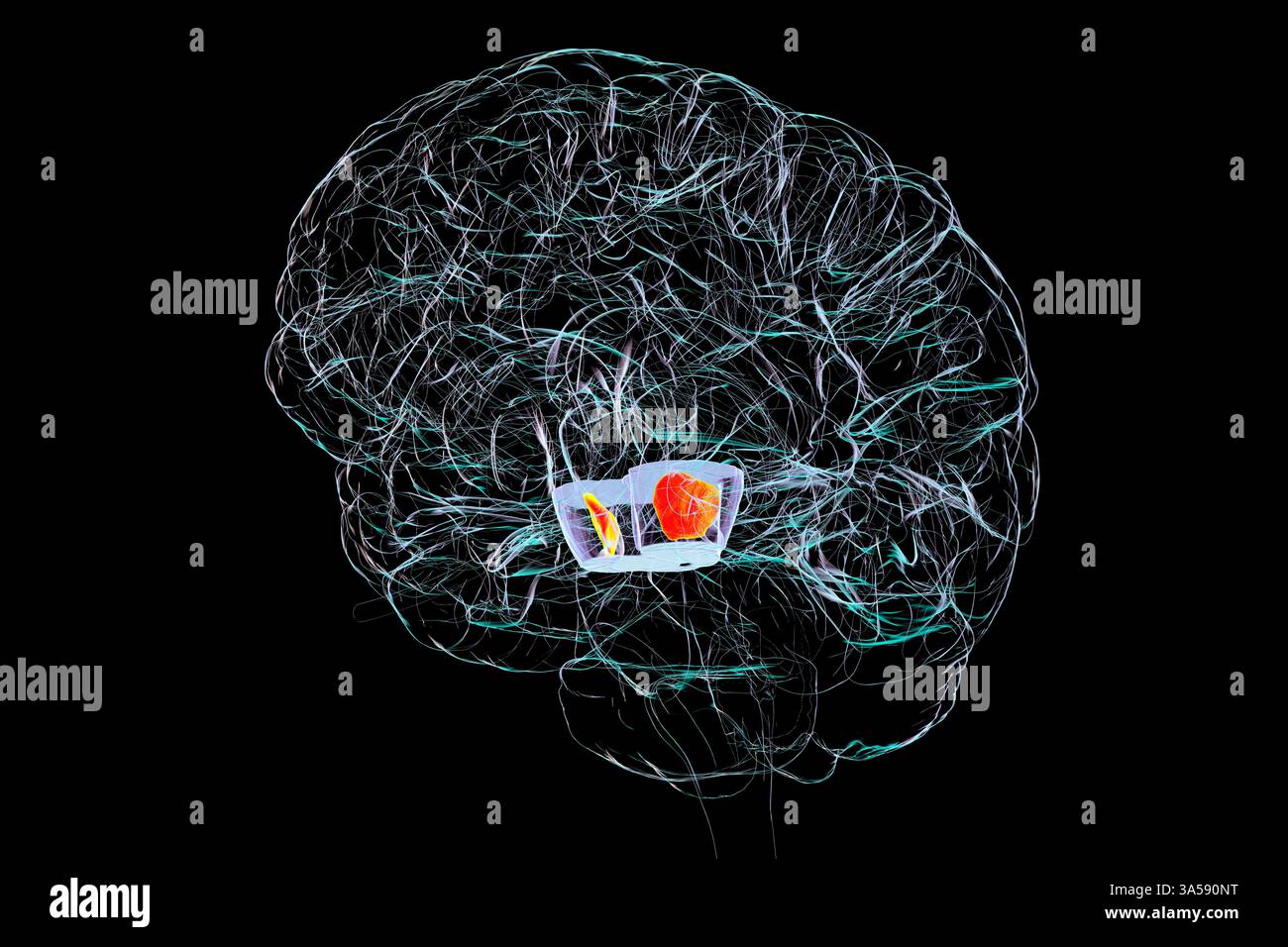 Illustration of the human brain with highlighted substantia nigra ...