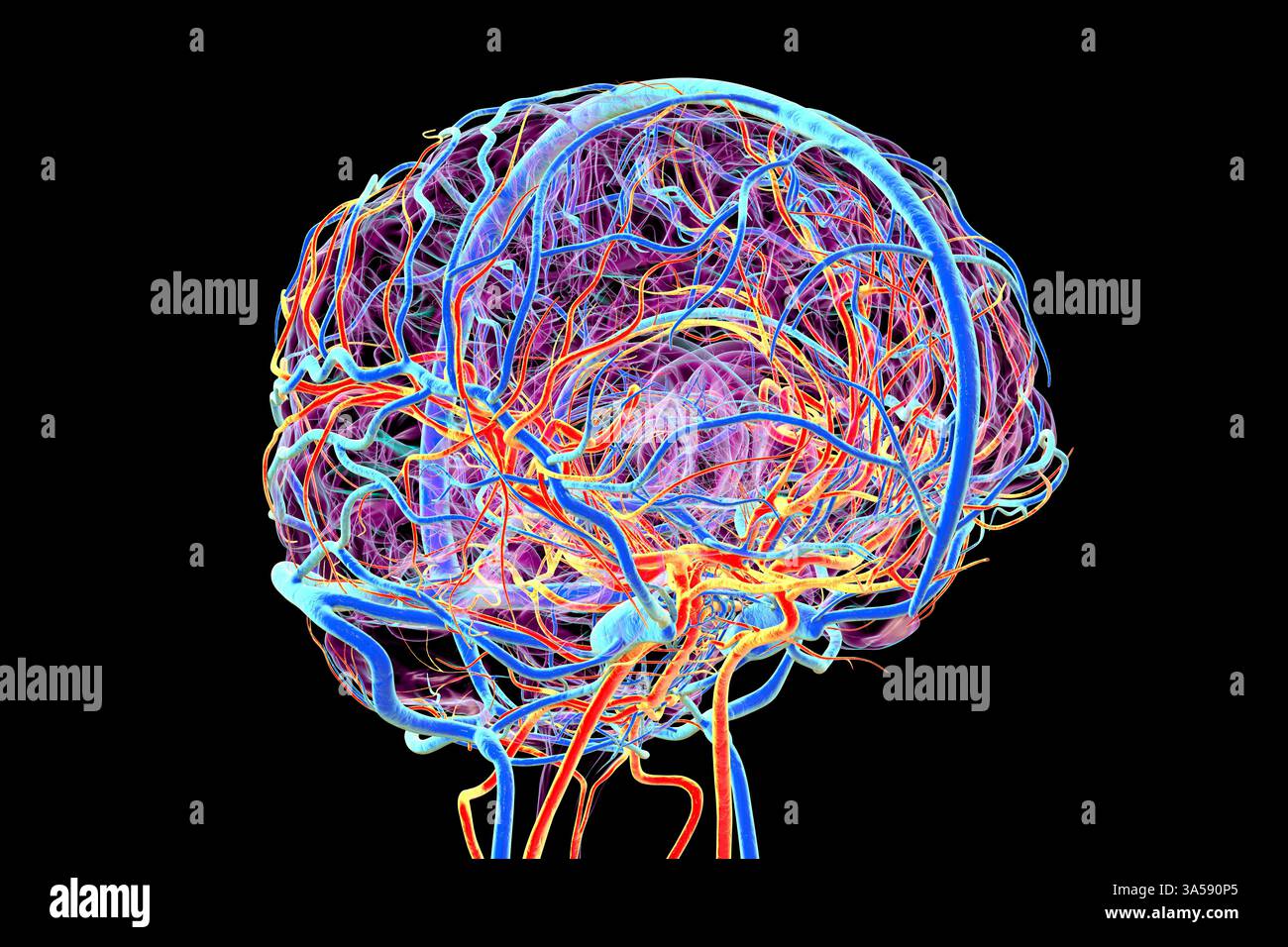 Illustration of the vascular system of the human brain showing the arteries (orange) and veins ...