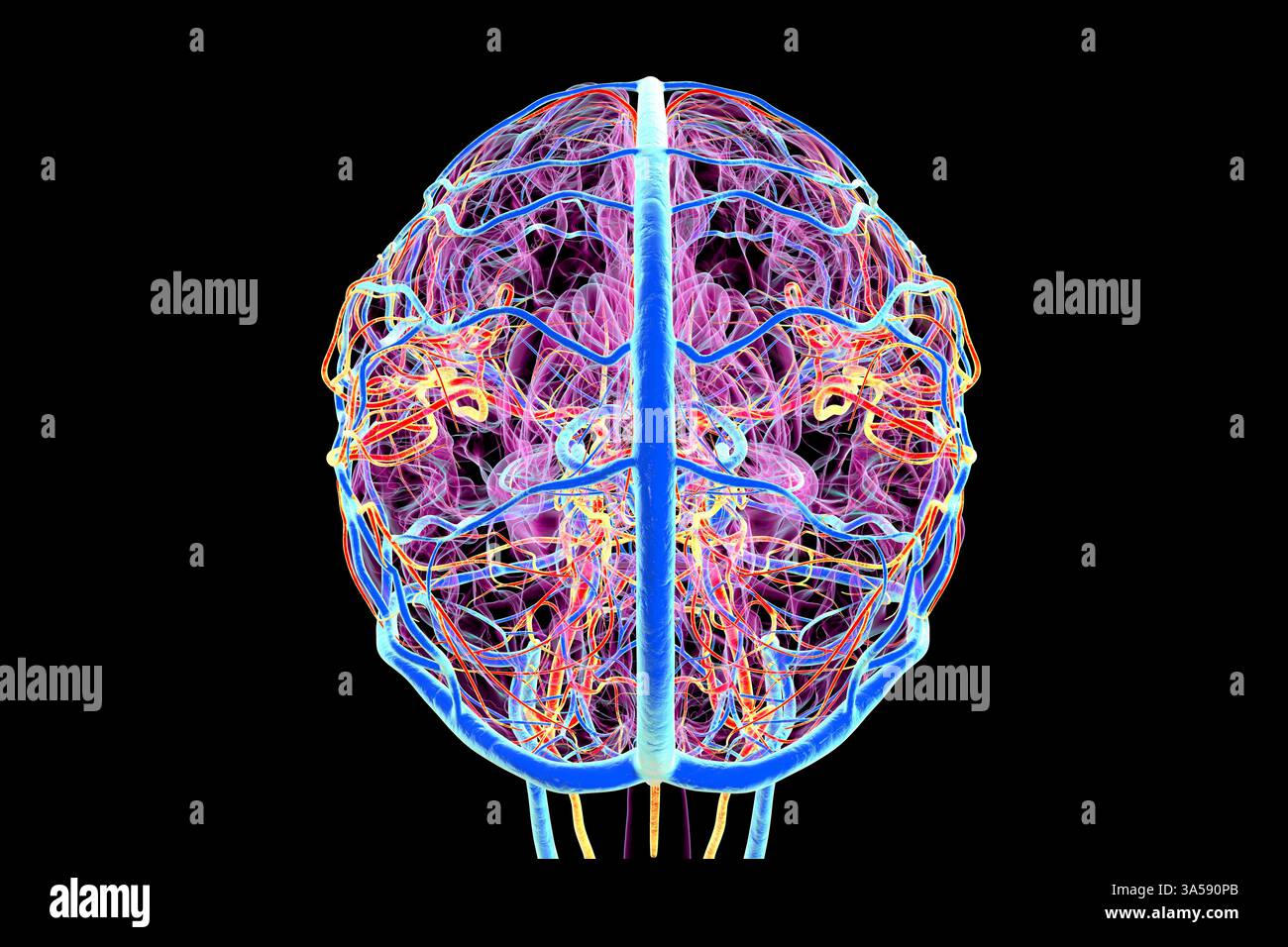 Illustration of the vascular system of the human brain showing the ...
