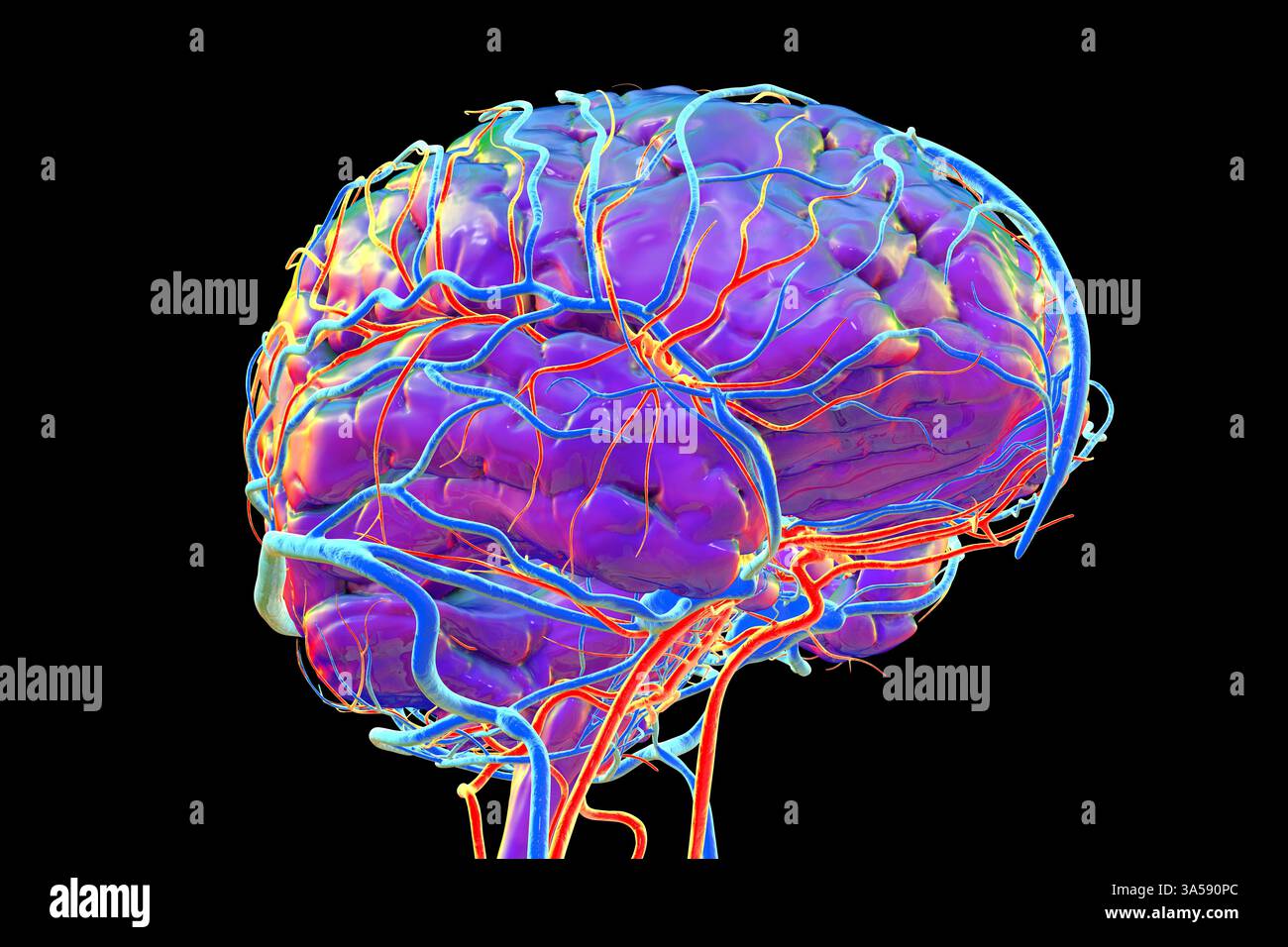 Illustration of the vascular system of the human brain showing the arteries (orange) and veins ...