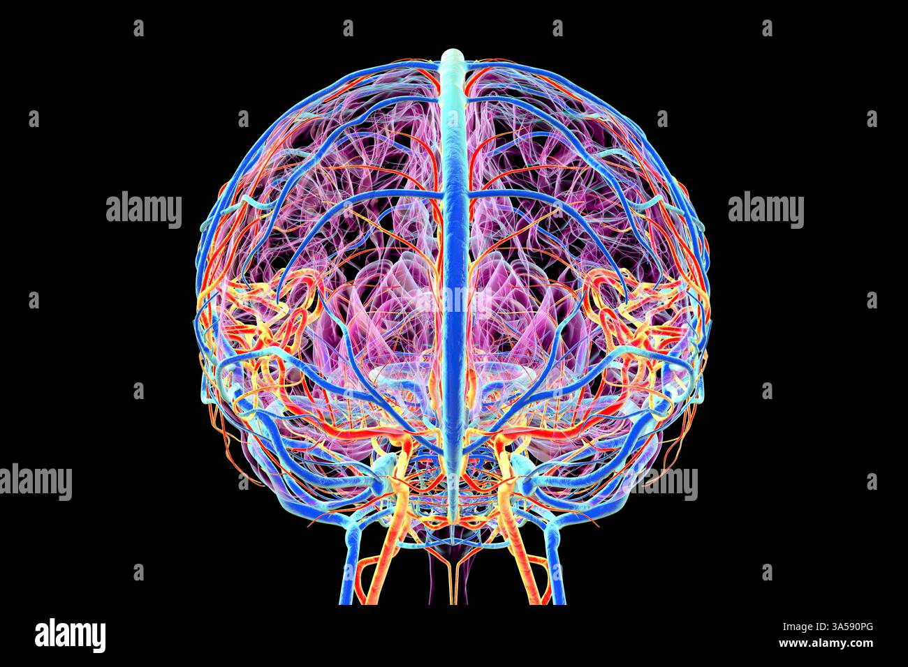 Illustration of the vascular system of the human brain showing the ...