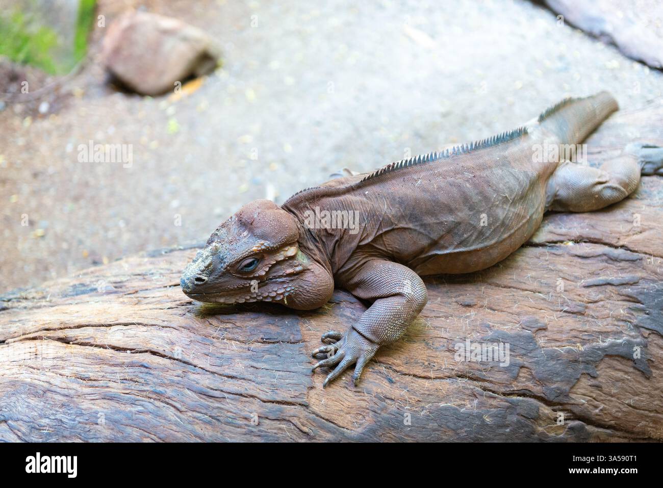 Reptile in natural habitat hi-res stock photography and images - Alamy