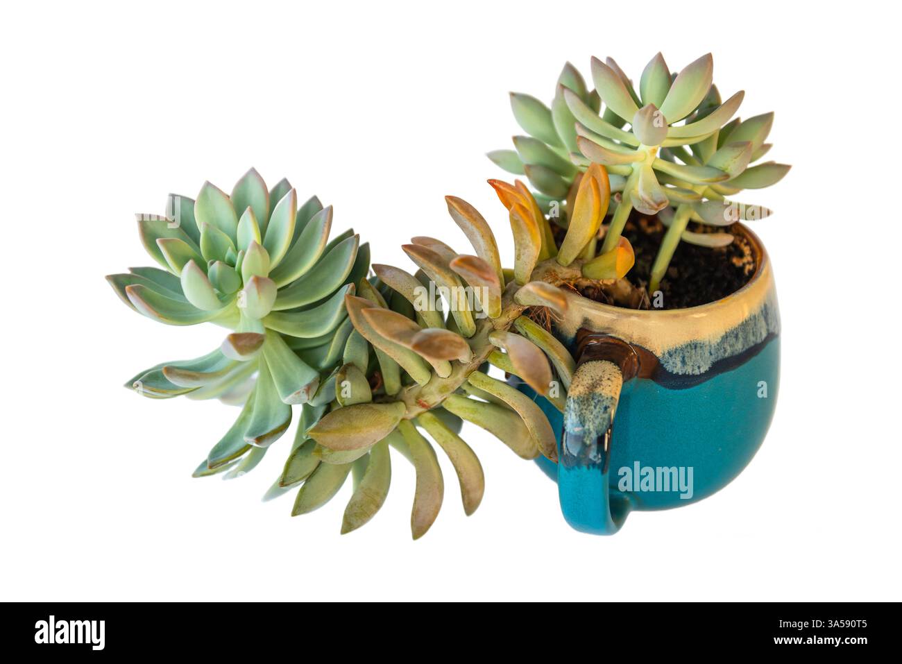 Ghost plant succulent Graptopetalum paraguayense house plant on a ...