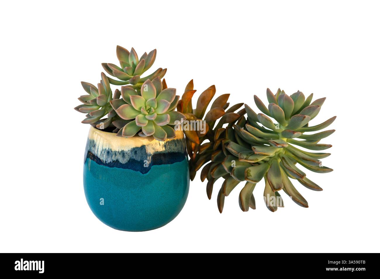 Ghost plant succulent Graptopetalum paraguayense house plant on a ...