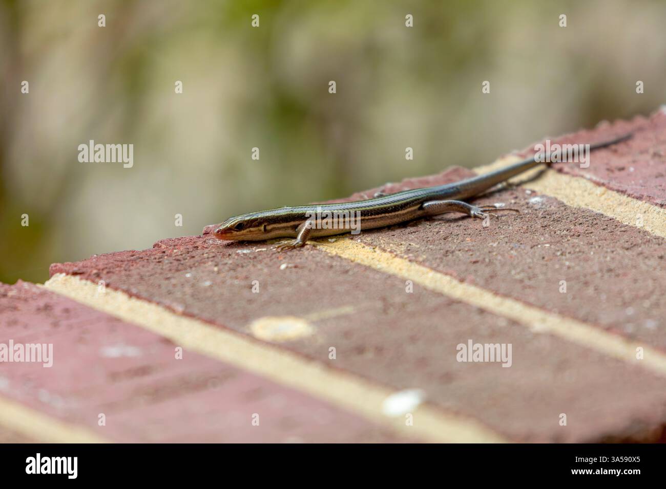 The (American) five-lined skink (Plestiodon fasciatus) is a species of ...