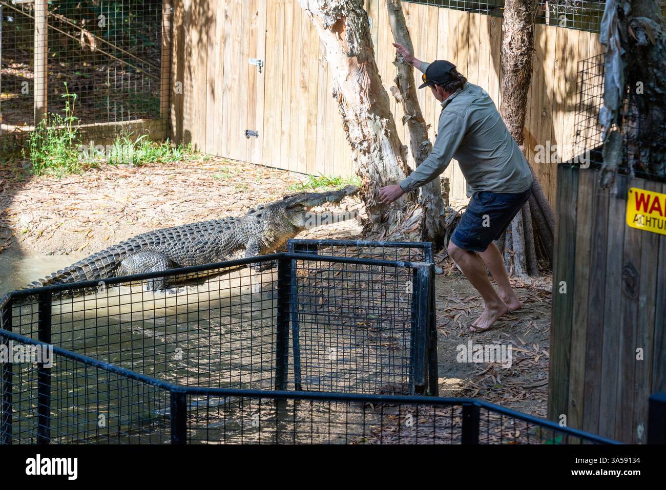 Crocodile chasing its handler with its mouth open Stock Photo - Alamy