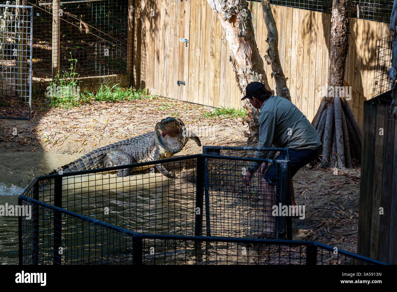 Crocodile chasing its handler with its mouth open Stock Photo - Alamy