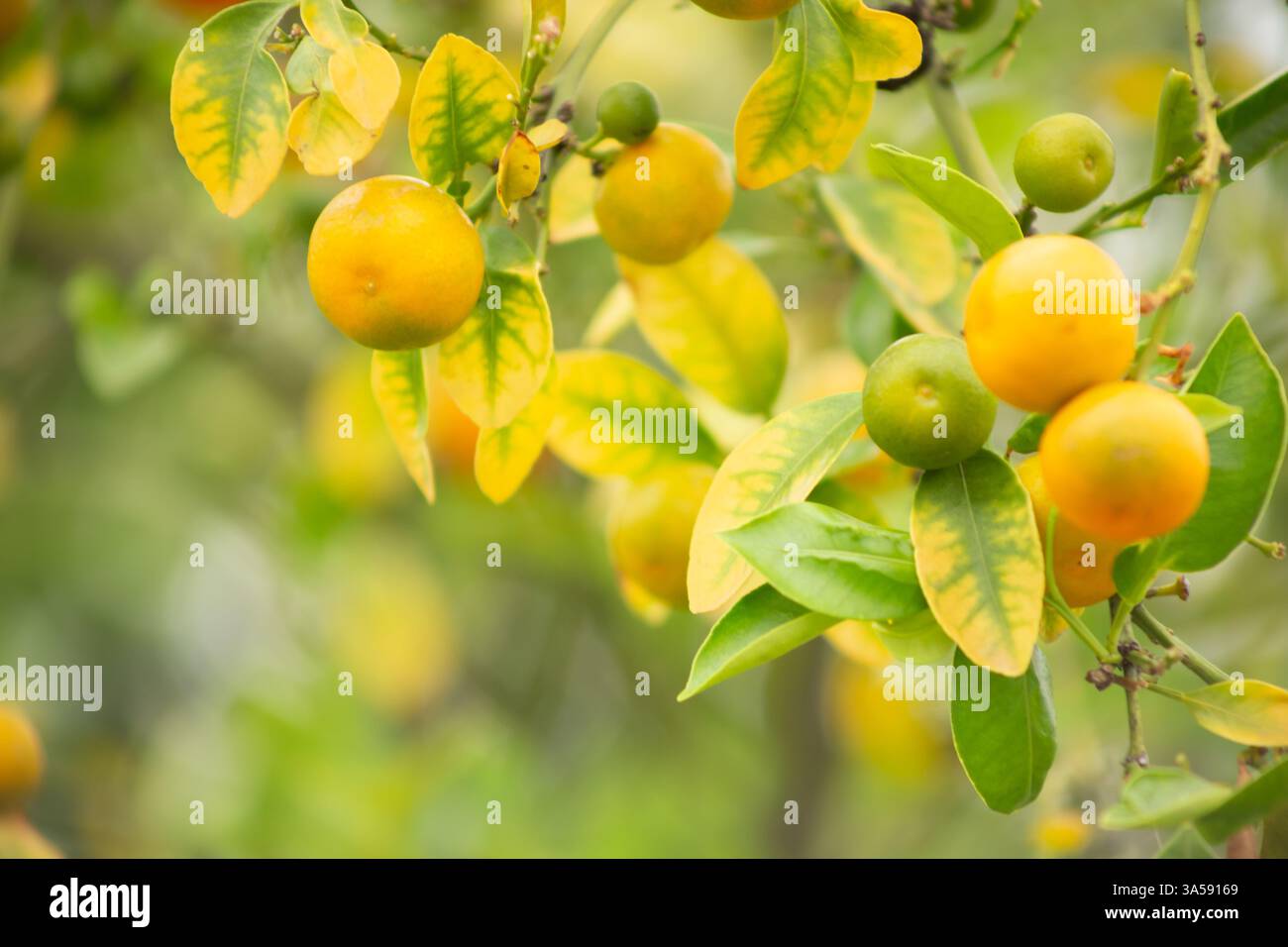 A closeup view calamansi citrus fruit growing on a tree Stock Photo - Alamy
