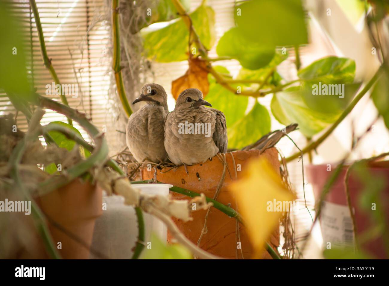 A view of two baby mourning doves sitting on their terra cotta nest ...