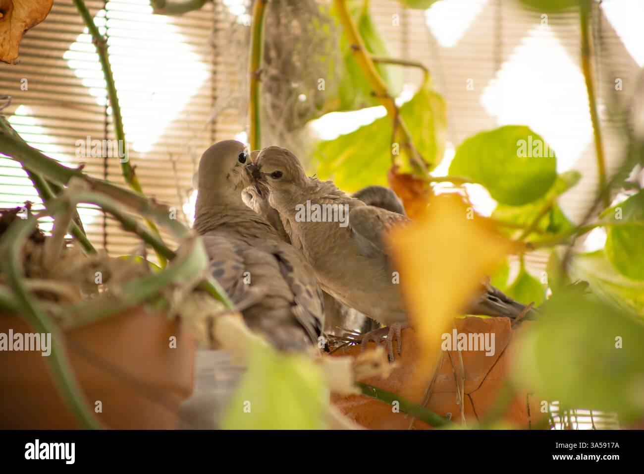 Mourning dove feed chick hi-res stock photography and images - Alamy