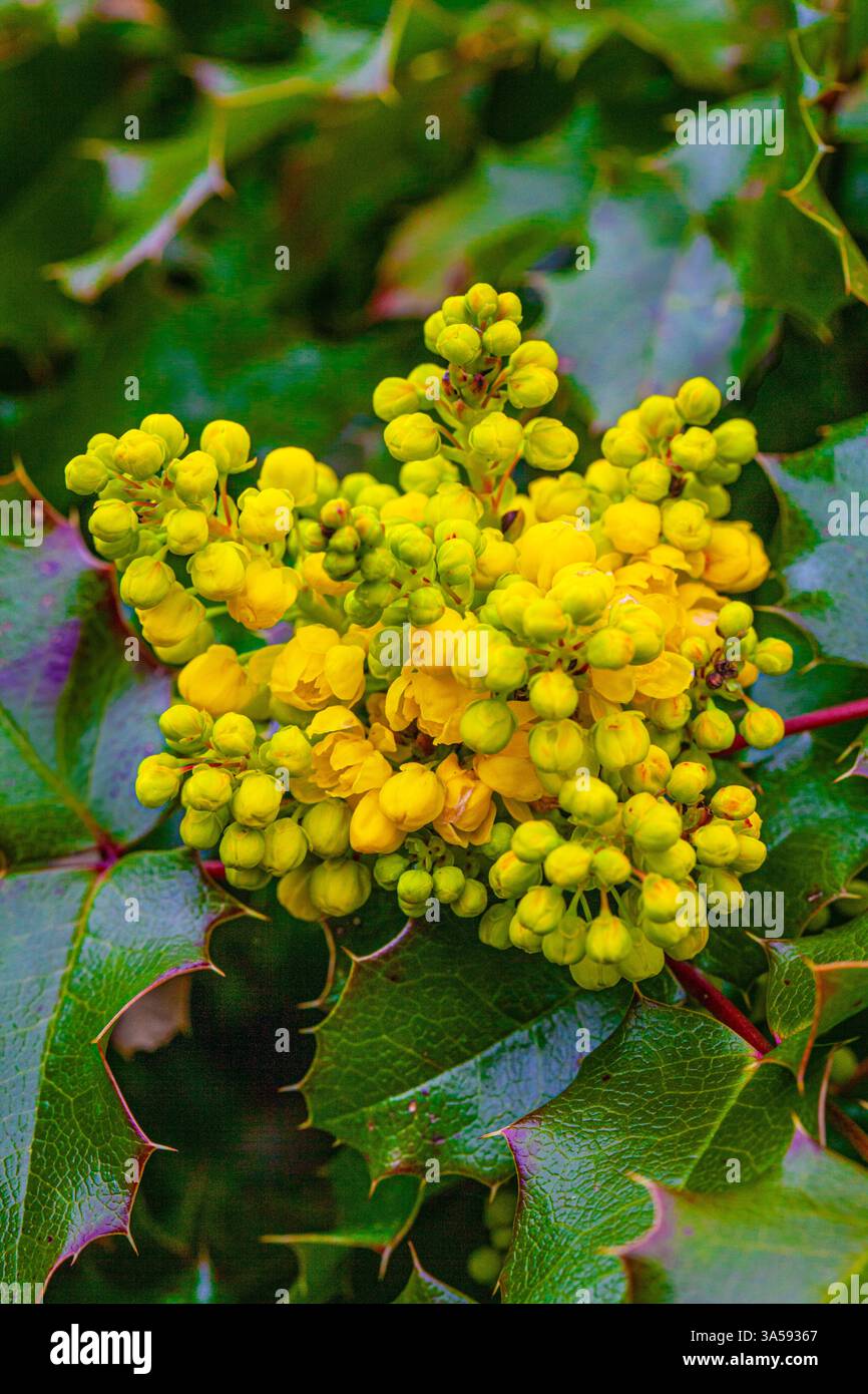 Flowering buds of an Oregon Grape bush Stock Photo - Alamy
