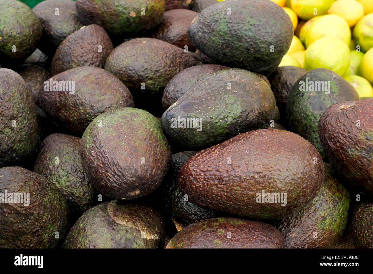 A view of a pile of avocados, on display at a local farmers market ...