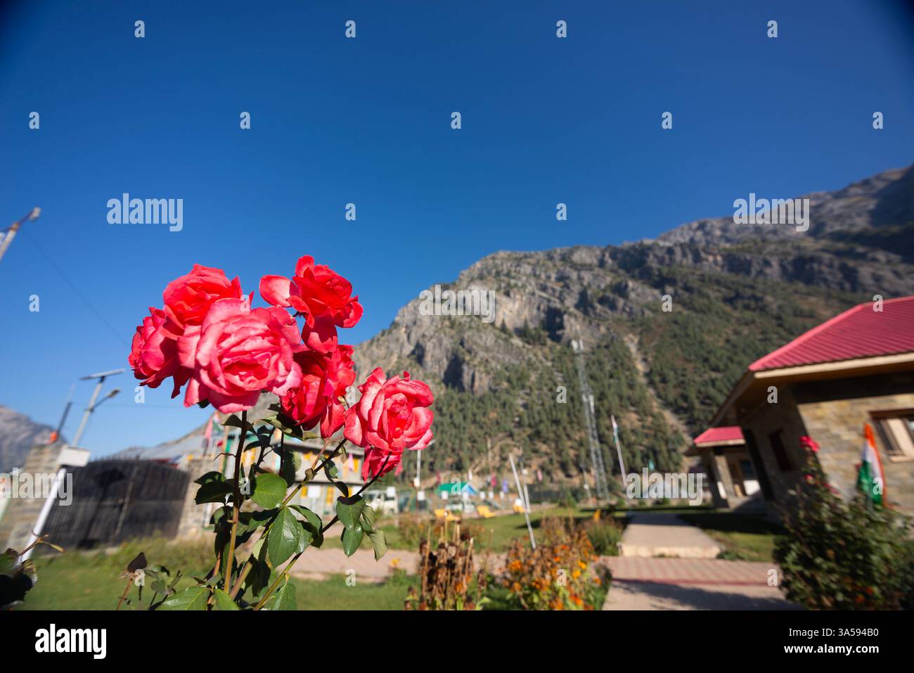 Beautiful Kashmiri roses blooming in Gurez Valley, Jammu Kashmir Stock ...