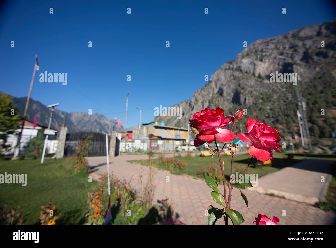 Beautiful Kashmiri roses blooming in Gurez Valley, Jammu Kashmir Stock ...