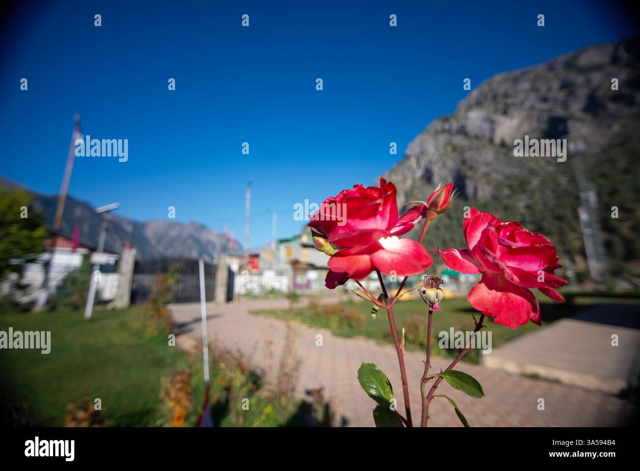 Beautiful Kashmiri roses blooming in Gurez Valley, Jammu Kashmir Stock ...