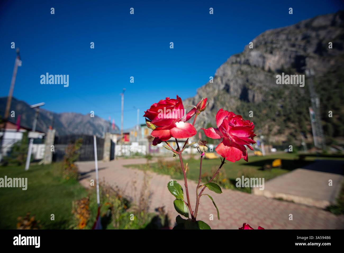 Beautiful Kashmiri roses blooming in Gurez Valley, Jammu Kashmir Stock ...