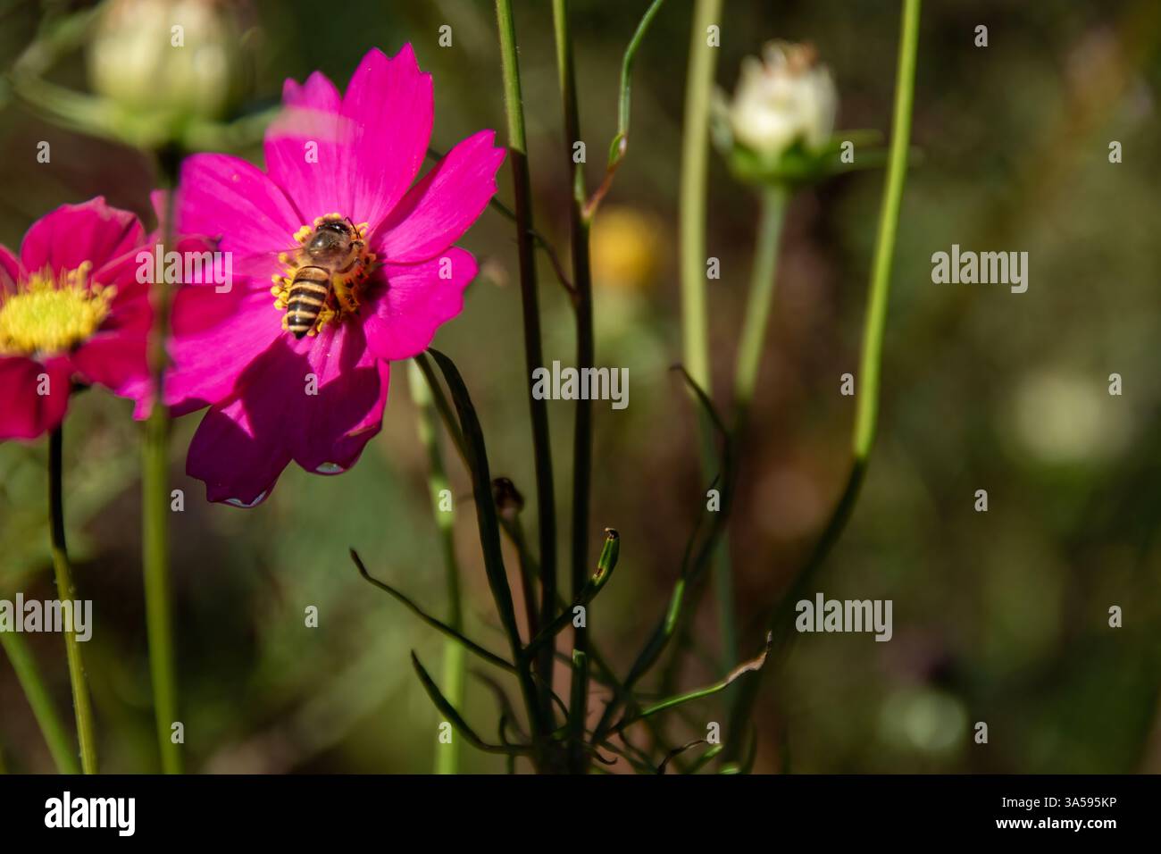 himalayan honey bee collecting honey from flower Stock Photo - Alamy