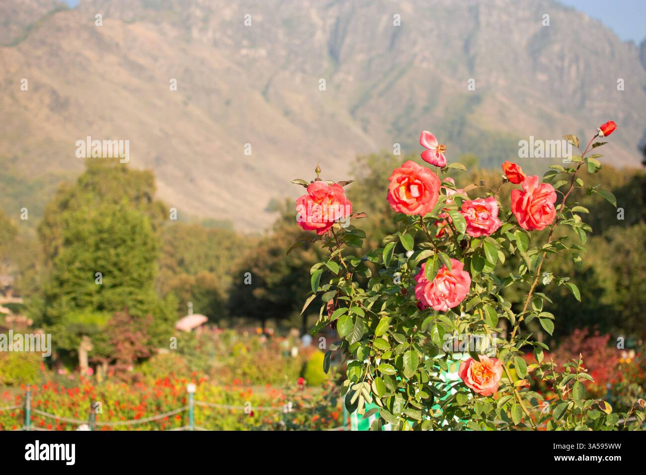 Beautiful blooming red rose flowers in the garden in hi-res stock ...