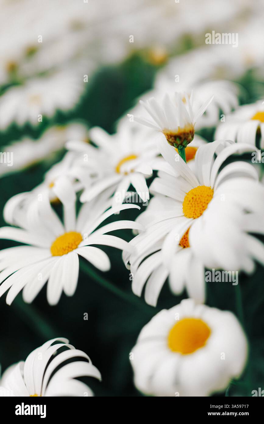 Pure white daisies dance in soft focus 🌼 Golden hearts glowing through ...