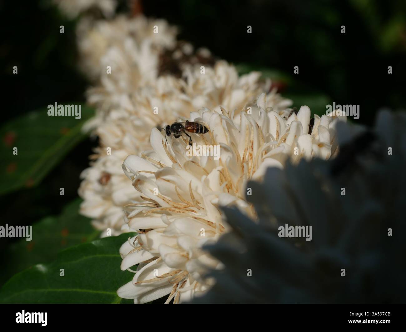 Red dwarf Honey bee on Robusta coffee blossom on tree plant with green ...