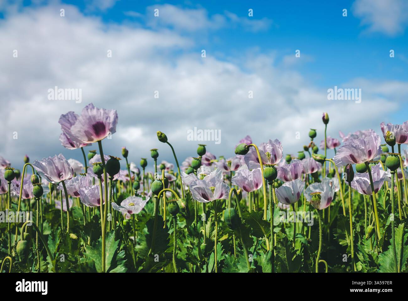 Purple poppy blossoms in field hi-res stock photography and images - Alamy