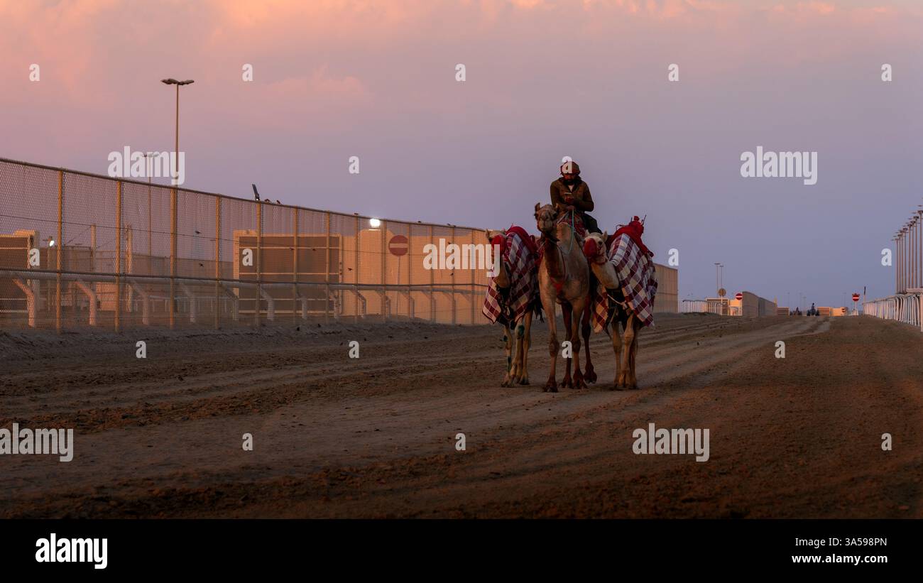 Al Shahaniya, Doha, Qatar - march 03,2024:camel caretakers are ...
