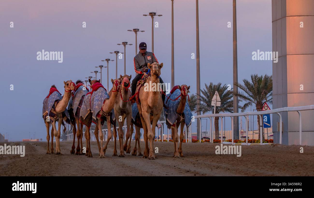 Al Shahaniya, Doha, Qatar - march 03,2024:camel caretakers are ...