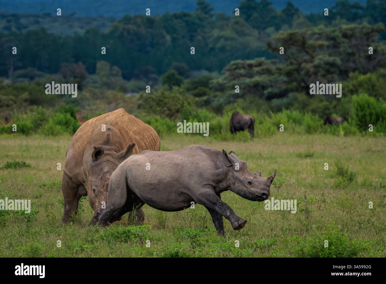 white rhino bull charging a black rhino calf Stock Photo - Alamy