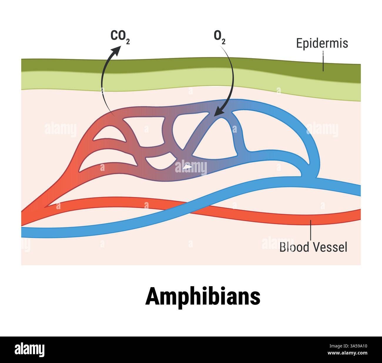 Cutaneous respiration in frog. Respiratory System of Frog Stock Vector ...