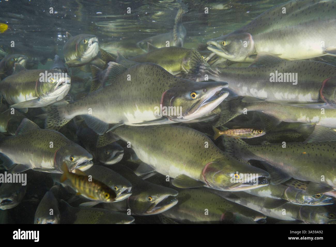 Pink Salmon in a freshwater displaying spawning features in British ...