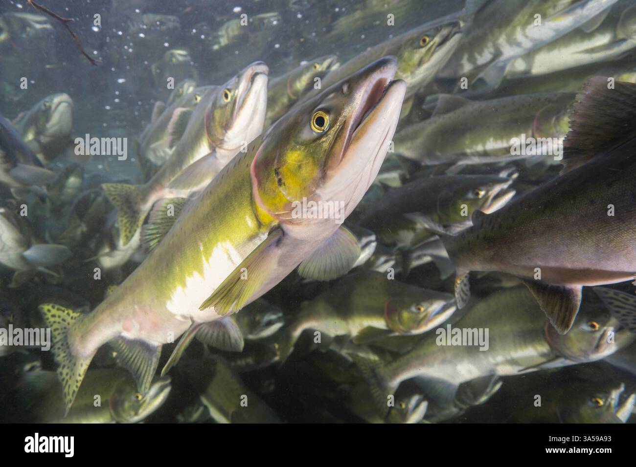 Adult Pink salmon in a freshwater stream in the Pacific Northwest in ...