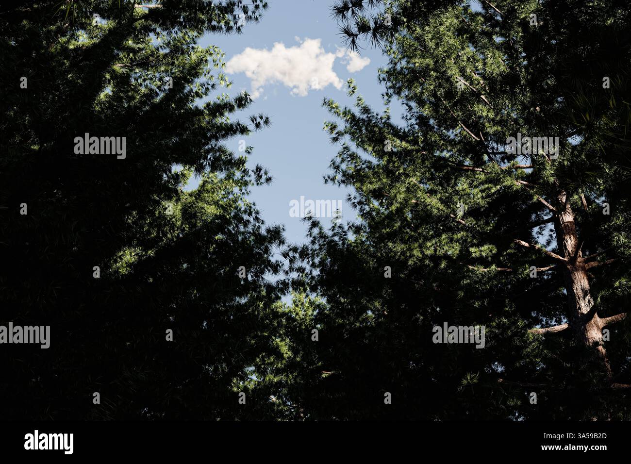 Green Pine Tree Canopy with Blue Sky and Cloud in Summer Forest - 3D ...