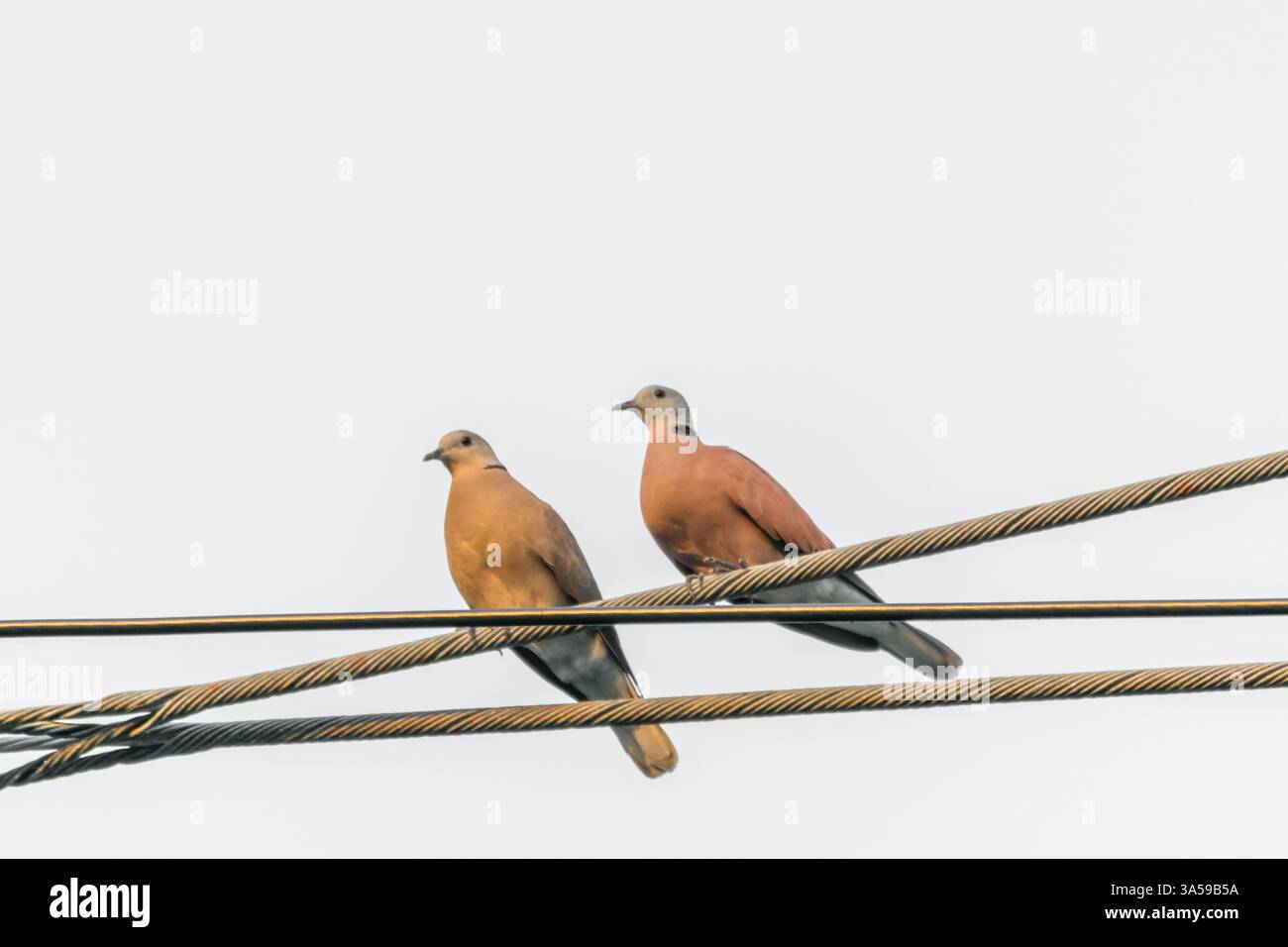 Bird (Dove, Pigeon or Disambiguation) Pigeons and doves are likely the ...