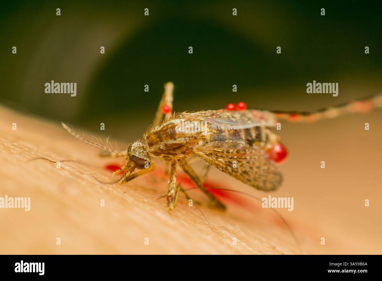 Macro of smashed crush mosquito (Aedes aegypti) sucking blood to died ...