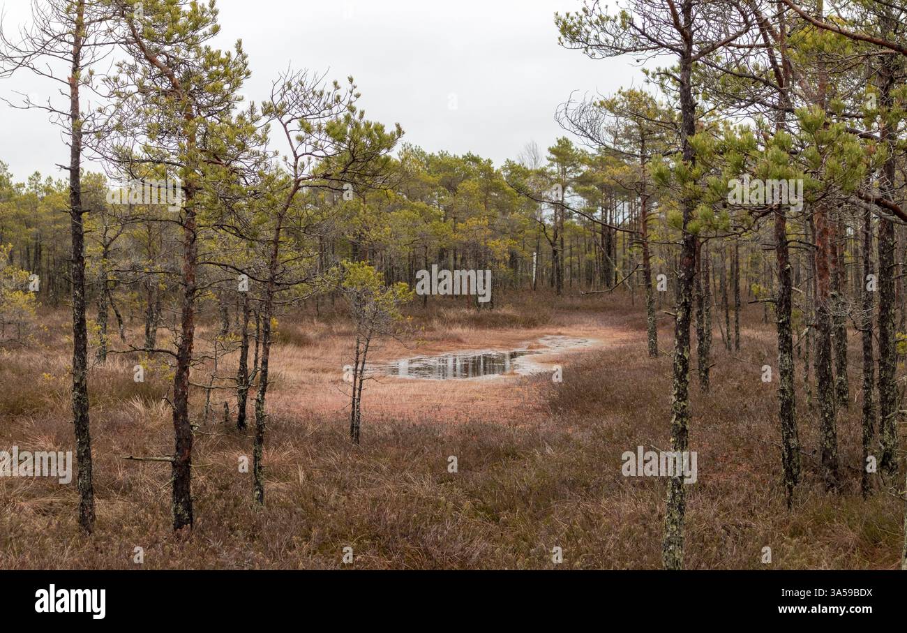 a swampy landscape with a small area covered with water and conifers ...