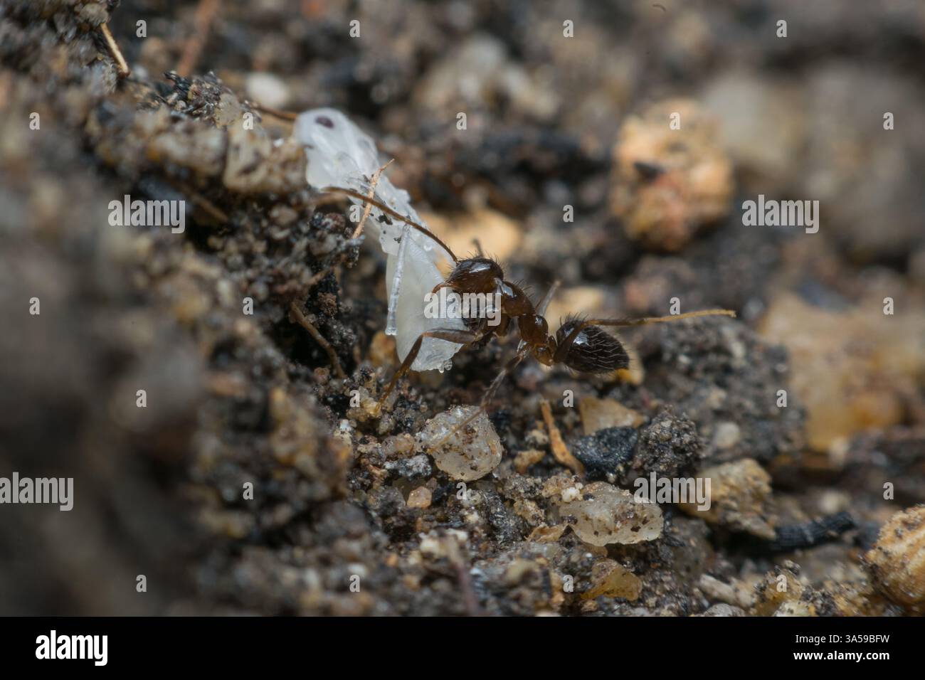 Macro of insect black ant to move larva close up on the ground in ...