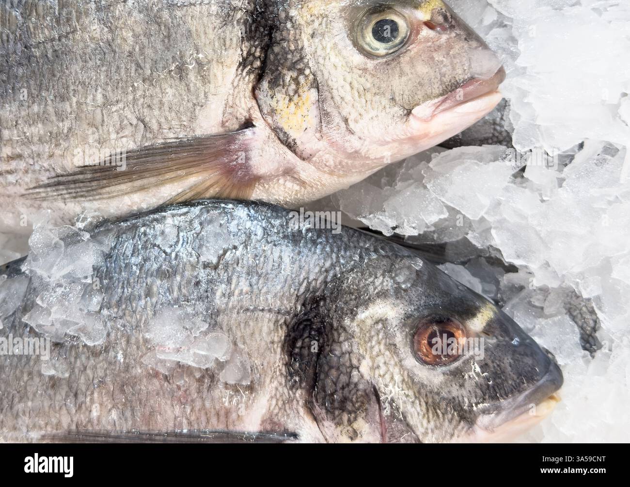 Fresh raw dorado fish in ice on the counter in a grocery store. Fresh ...