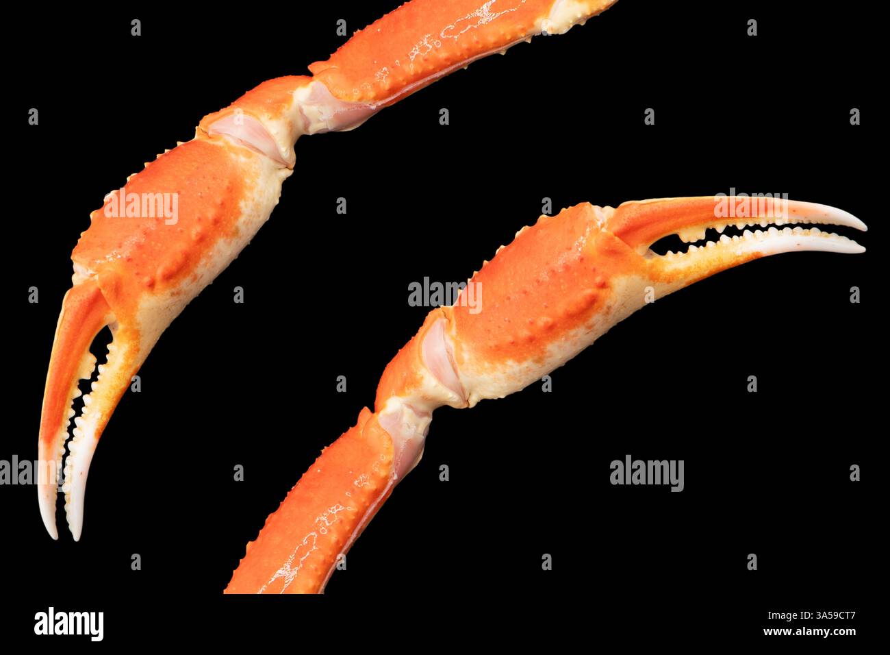 Cooked Peruvian Southern King crab leg isolated on a black background ...