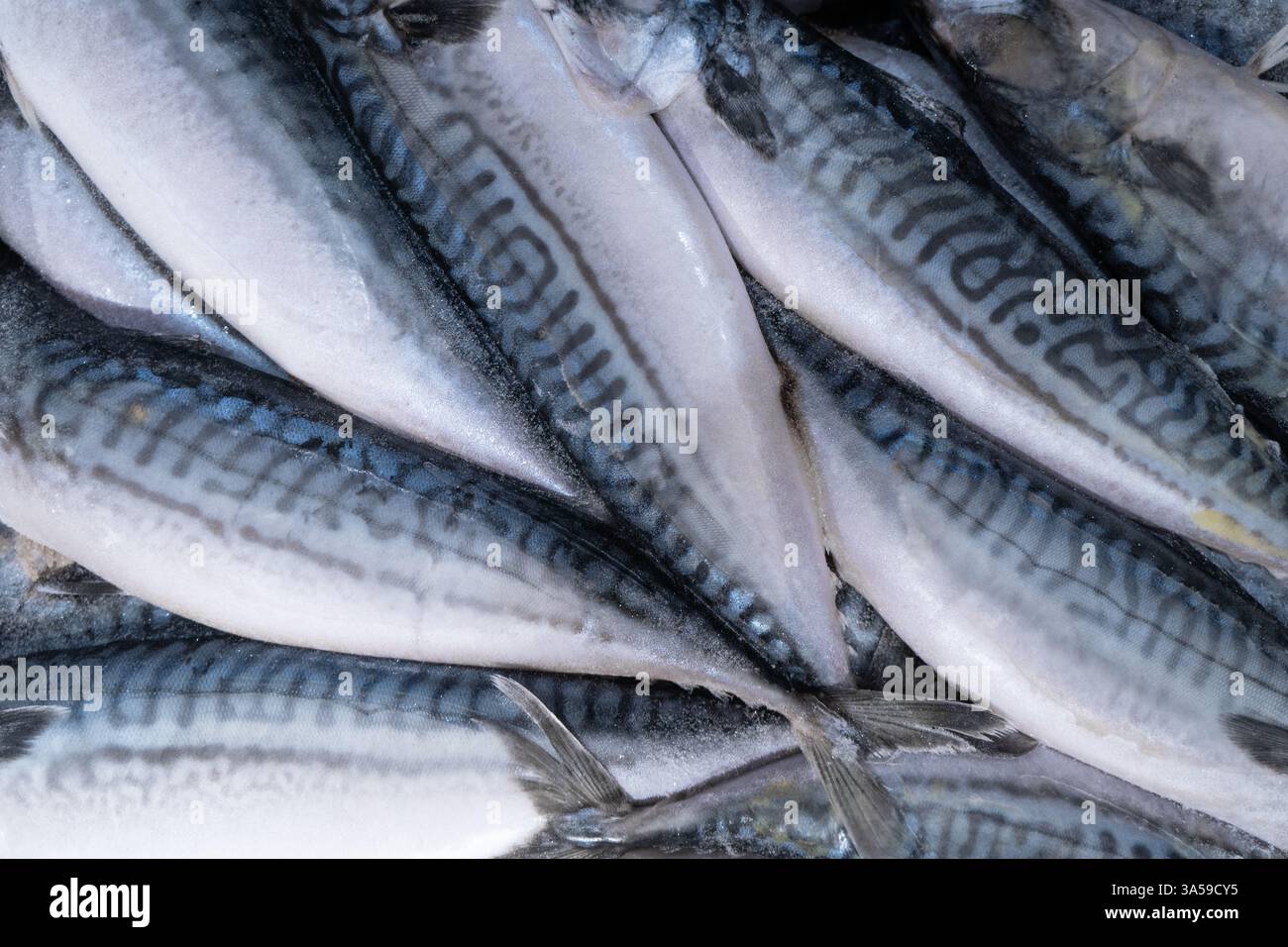 Frozen mackerel background. Frozen group of fish. Iced fish. Heap of ...