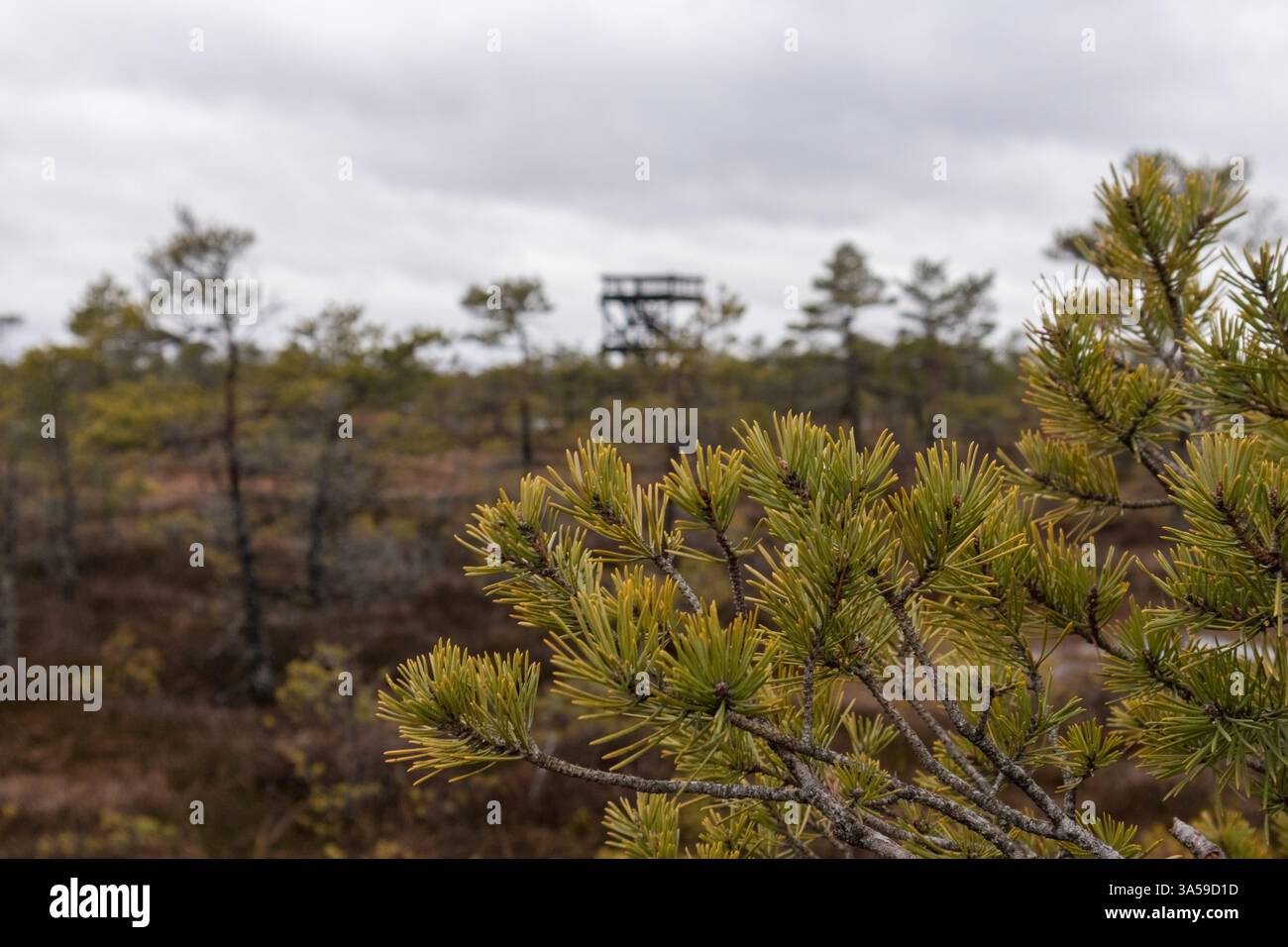 A swampy landscape with a small body of water, conifers and an ...