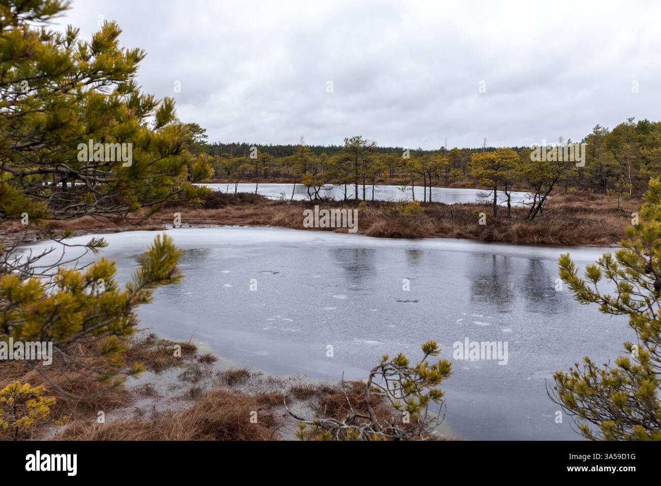 swamp landscape with a small area covered with water and conifers Stock ...