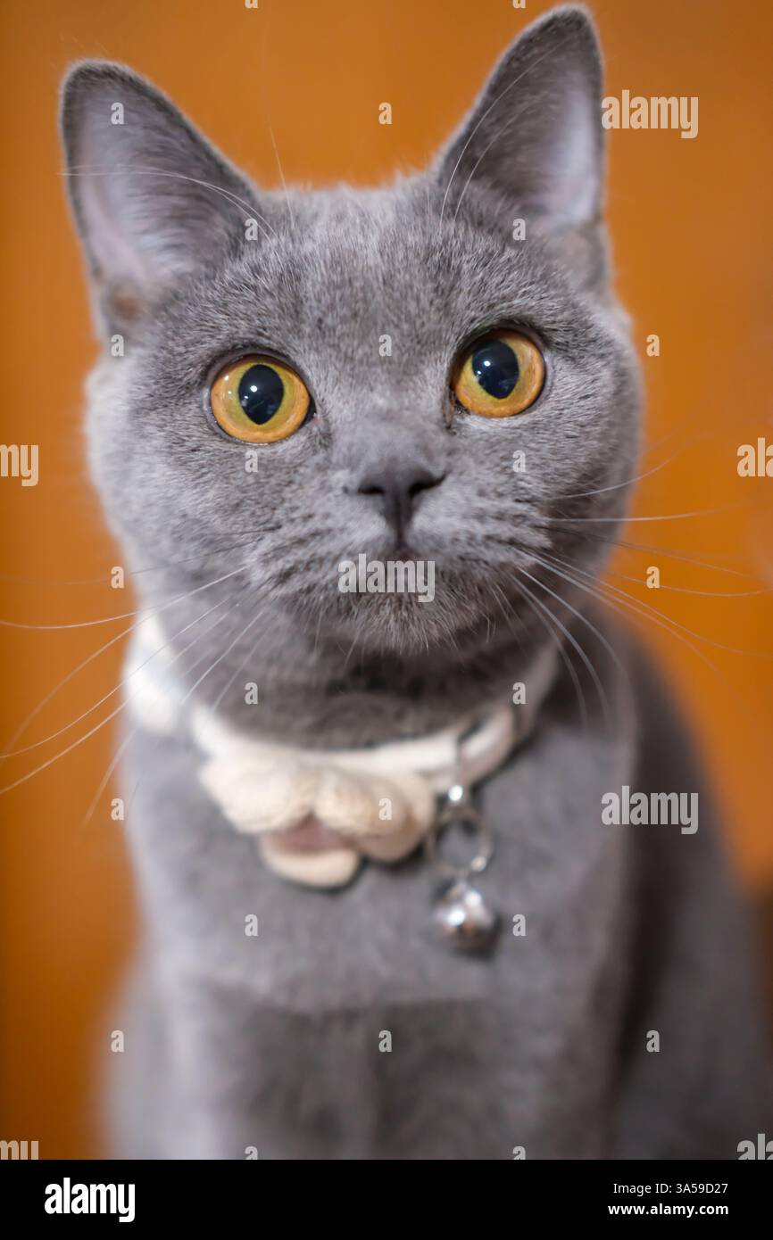 5 months old British Blue, British Shorthair cat Stock Photo - Alamy